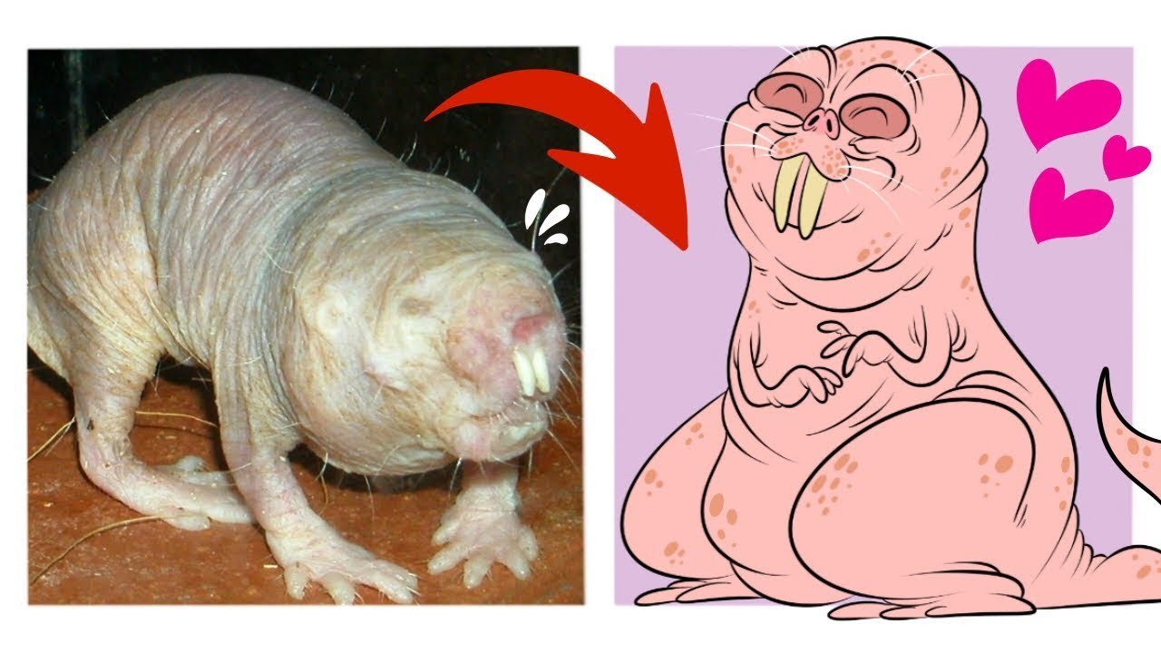 Convierto animales HORRIBLES en dibujos ADORABLES - Eddy